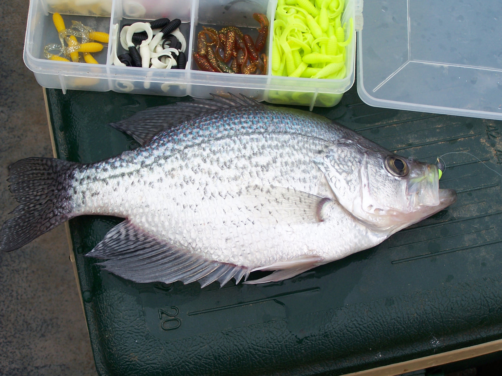How to Pattern Crappie During Fall Conditions - B'n'M Pole Company